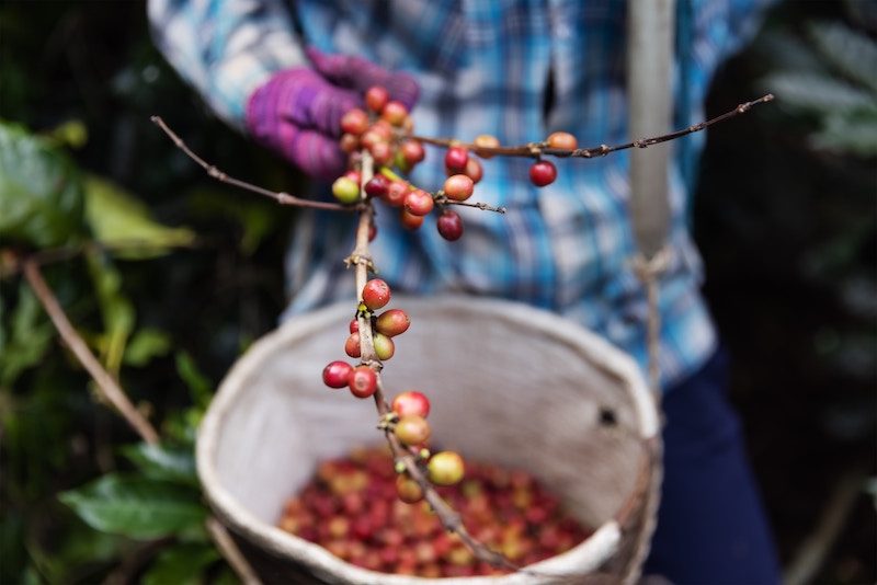 The Art of Sustainably Sourced Coffee: Why It Matters and How to Choos ...